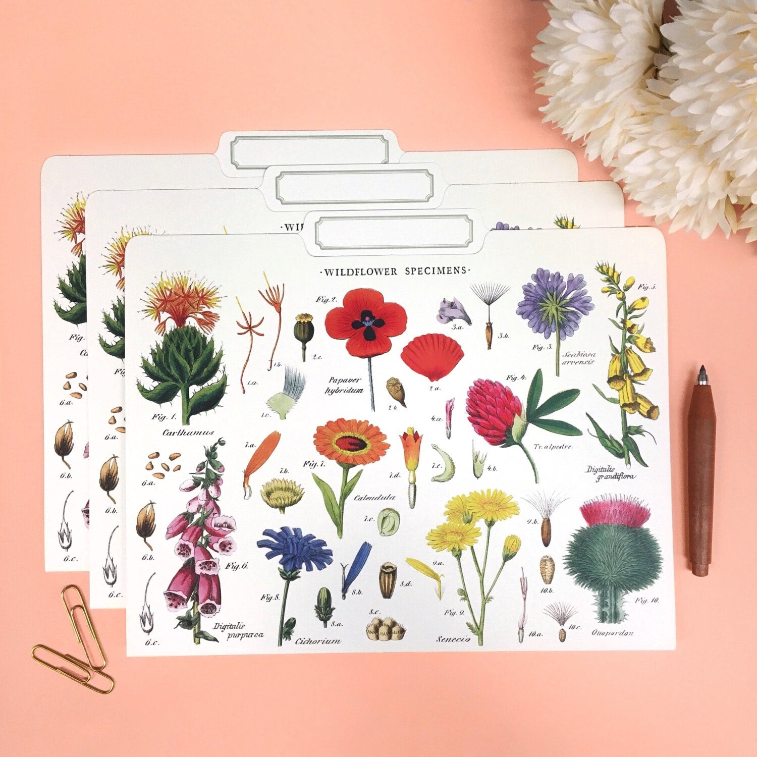 Cavallini Folders Sale
